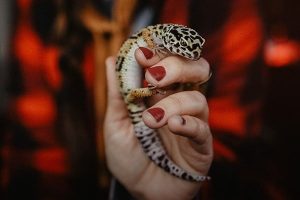 9 Child-Friendly Reptiles That Are Safe for Your Family